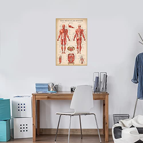 Palace Learning Vintage Muscular System Anatomical Chart - Human Muscle Anatomy Poster (LAMINATED, 18" x 24")