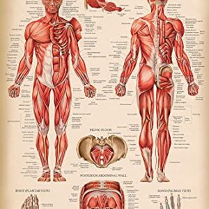 Palace Learning Vintage Muscular System Anatomical Chart - Human Muscle Anatomy Poster (LAMINATED, 18" x 24")