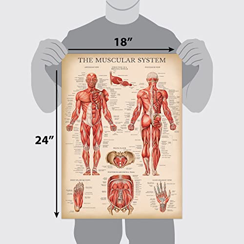 Palace Learning Vintage Muscular System Anatomical Chart - Human Muscle Anatomy Poster (LAMINATED, 18" x 24")