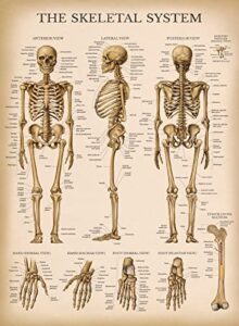 palace learning vintage skeletal system anatomical chart - human skeleton anatomy poster (laminated, 18" x 24")