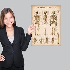 Palace Learning Vintage Skeletal System Anatomical Chart - Human Skeleton Anatomy Poster (LAMINATED, 18" x 24")