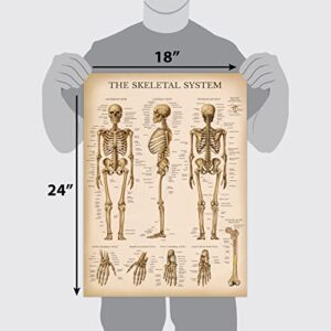 Palace Learning Vintage Skeletal System Anatomical Chart - Human Skeleton Anatomy Poster (LAMINATED, 18" x 24")