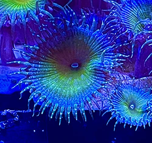 coralSLover Live Saltwater Coral Frag - Captain Jerk Palythoas (5 Heads)