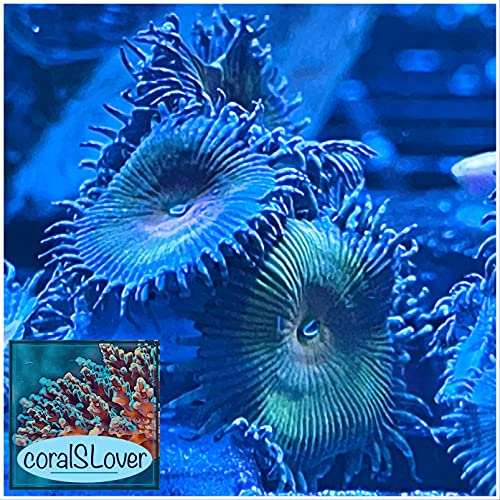 coralSLover Live Saltwater Coral Frag - Captain Jerk Palythoas (5 Heads)