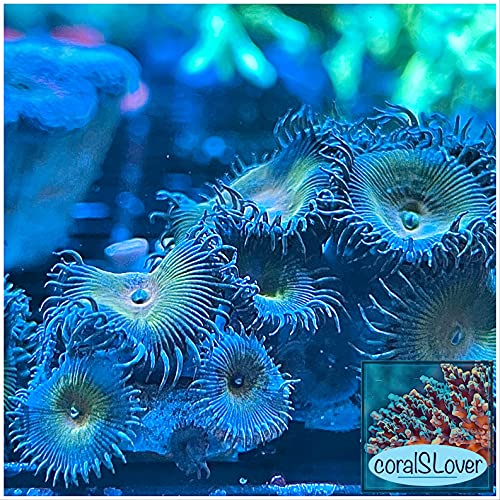 coralSLover Live Saltwater Coral Frag - Captain Jerk Palythoas (5 Heads)