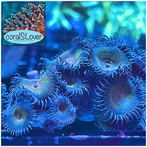 coralSLover Live Saltwater Coral Frag - Captain Jerk Palythoas (5 Heads)