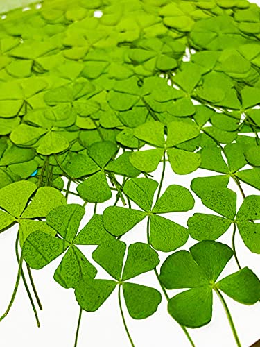 UOKWIWI 24 pcs Four Leaf Clover Real Natural Dried Pressed Flowers for Resin Art Decors Craft DIY