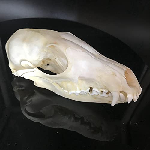 dycrazy 1Pcs Real Red Fox Bones Skull Fox Head Skeleton Natural Teeth Bone Specimen Model