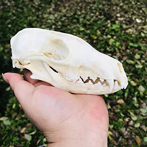 dycrazy 1Pcs Real Red Fox Bones Skull Fox Head Skeleton Natural Teeth Bone Specimen Model