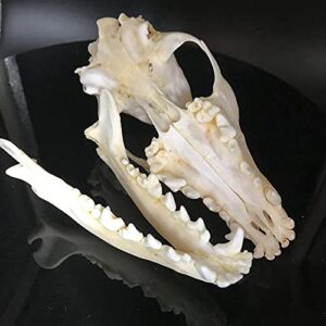 dycrazy 1Pcs Real Red Fox Bones Skull Fox Head Skeleton Natural Teeth Bone Specimen Model