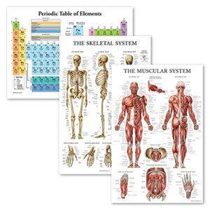 palace learning 3 pack - periodic table of the elements poster [white] + muscular & skeletal system anatomy charts (laminated, 18" x 24")