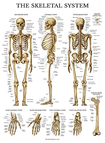 Palace Learning 3 Pack - Periodic Table of the Elements Poster [White] + Muscular & Skeletal System Anatomy Charts (LAMINATED, 18" x 24")