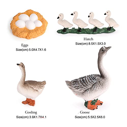 BLAPNK 8 Pcs Chicken and Goose Animal Life Cycle Growth Model Figure Classroom School Projects Party Supplies Cake Topper Amphibian Toys Figurine Science Educational Prop