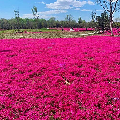 14000+ Red Creeping Thyme Seeds to Plant - Growing a Beautiful Flowering Groundcover; Non-GMO Heirloom Seeds