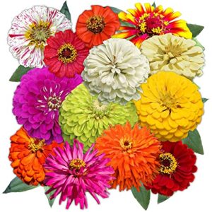 seed needs, 1,000+ crazy blend zinnia seeds for planting (zinnia elegans) heirloom, open pollinated & untreated - 15+ varieties of zinnia flowers, zinnia mix - bulk