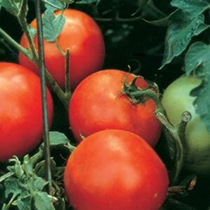 Burpee Celebrity Hybrid Tomato Seeds | Red Tomato Slicer | 35 Non-GMO Seeds for Planting | Disease-Resistant and Award-Winning Variety | Big Juicy Tomato for Summer Sandwiches