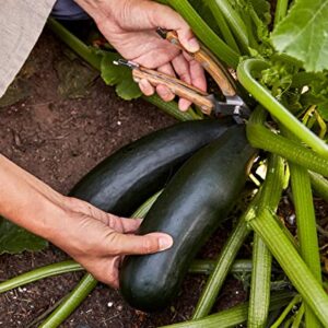 Burpee Black Beauty Zucchini Summer Squash Seeds 100 seeds