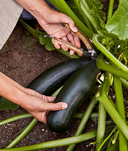 Burpee Black Beauty Zucchini Summer Squash Seeds 100 seeds