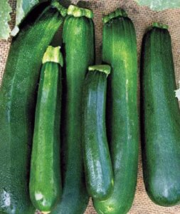 burpee black beauty zucchini summer squash seeds 100 seeds