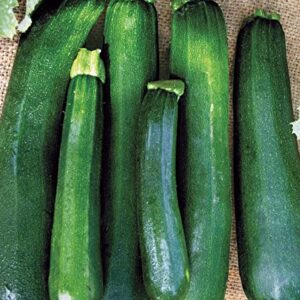 Burpee Black Beauty Zucchini Summer Squash Seeds 100 seeds