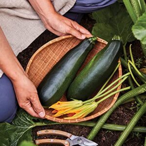 Burpee Black Beauty Zucchini Summer Squash Seeds 100 seeds