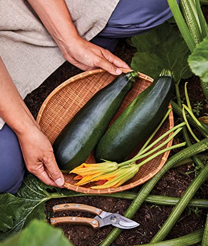 Burpee Black Beauty Zucchini Summer Squash Seeds 100 seeds