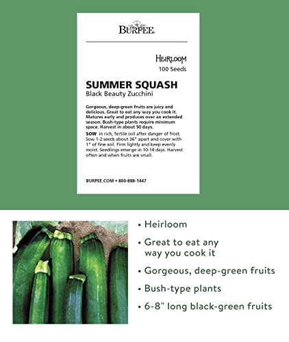 Burpee Black Beauty Zucchini Summer Squash Seeds 100 seeds