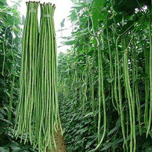 moccurod 30+ yard long bean seeds asian vegetable long bean string beans productive usa