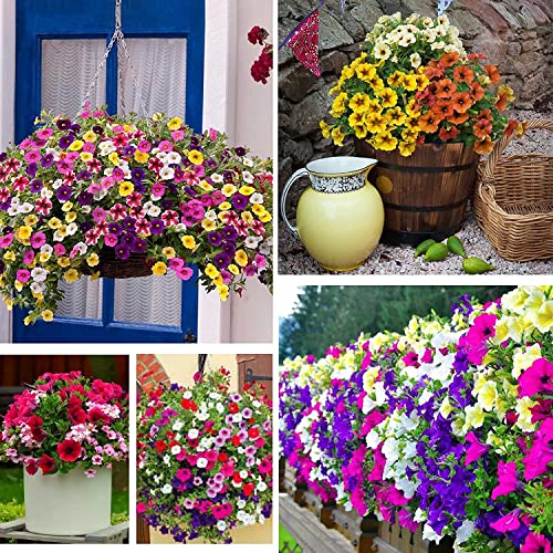 1000+ Petunia Seeds Mixed - 8 Colored Flower Annual Petunia Climbing Flower Seeds for Hanging Basket