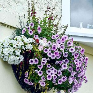 1000+ Petunia Seeds Mixed - 8 Colored Flower Annual Petunia Climbing Flower Seeds for Hanging Basket