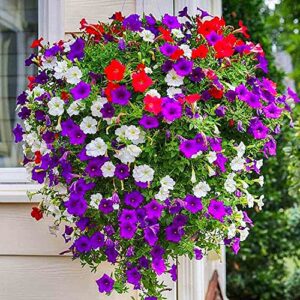 1000+ Petunia Seeds Mixed - 8 Colored Flower Annual Petunia Climbing Flower Seeds for Hanging Basket