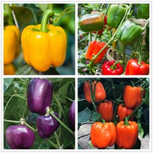 100+ rainbow blend sweet bell pepper seeds for planting