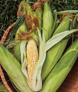 burpee on deck sweet corn seeds 50 seeds