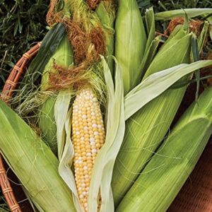 Burpee On Deck Sweet Corn Seeds 50 seeds