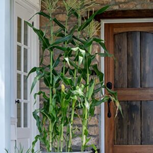 Burpee On Deck Sweet Corn Seeds 50 seeds