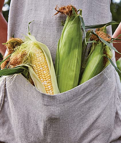 Burpee On Deck Sweet Corn Seeds 50 seeds