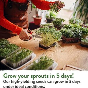 8oz Alfalfa Sprouting Seeds - Alfalfa Sprout Seeds for Indoor or Outdoor Planting - Non-GMO, USA Premium Alfalfa Seeds for Sprouting - Microgreen Seed Sprouts in Resealable Bag for Longer Freshness