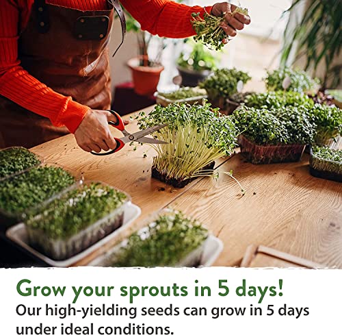 8oz Alfalfa Sprouting Seeds - Alfalfa Sprout Seeds for Indoor or Outdoor Planting - Non-GMO, USA Premium Alfalfa Seeds for Sprouting - Microgreen Seed Sprouts in Resealable Bag for Longer Freshness