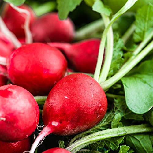 The Old Farmer's Almanac Organic Radish Seeds (Cherry Belle) - Approx 400 Seeds - Certified Organic, Non-GMO, Open Pollinated, Heirloom, USA Origin