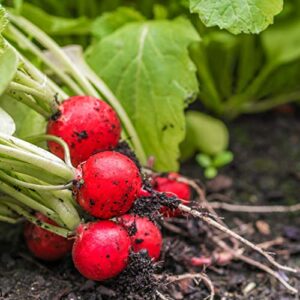 The Old Farmer's Almanac Organic Radish Seeds (Cherry Belle) - Approx 400 Seeds - Certified Organic, Non-GMO, Open Pollinated, Heirloom, USA Origin