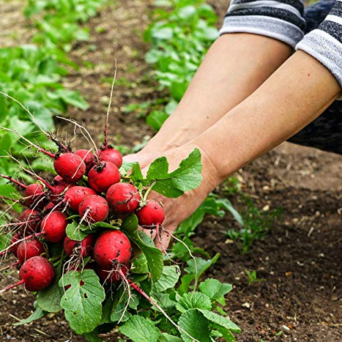 The Old Farmer's Almanac Organic Radish Seeds (Cherry Belle) - Approx 400 Seeds - Certified Organic, Non-GMO, Open Pollinated, Heirloom, USA Origin