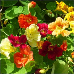 seed needs, 350+ nasturtium seeds for planting - jewel mixture (tropaeolum nanum) non-gmo, easy to grow mix, attracts pollinators - bulk