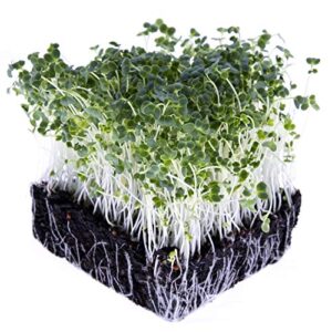 Broccoli Seeds for Sprouting & Microgreens | Waltham 29 Variety | Non GMO & Heirloom Seeds | Bulk 1 LB (16 oz) Resealable Bag | Rainbow Heirloom Seed Co.