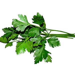 TKE Farms - Italian Flat Leaf Parsley Seeds for Planting, 1 Gram ≈ 600 Seeds, Petroselinum crispum