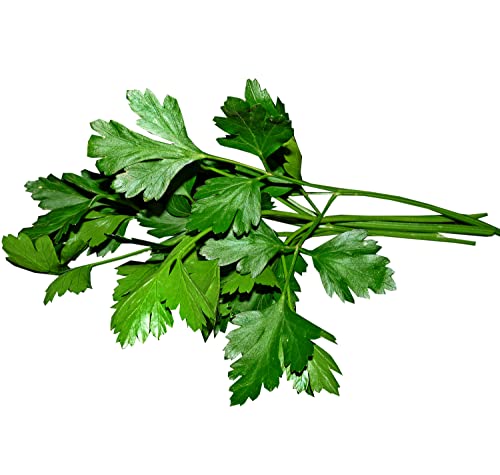 TKE Farms - Italian Flat Leaf Parsley Seeds for Planting, 1 Gram ≈ 600 Seeds, Petroselinum crispum