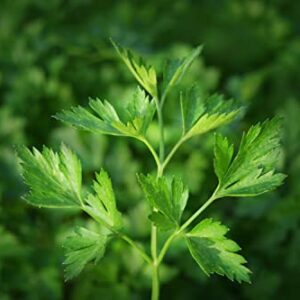 TKE Farms - Italian Flat Leaf Parsley Seeds for Planting, 1 Gram ≈ 600 Seeds, Petroselinum crispum