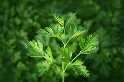 TKE Farms - Italian Flat Leaf Parsley Seeds for Planting, 1 Gram ≈ 600 Seeds, Petroselinum crispum