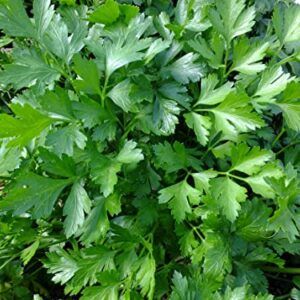 TKE Farms - Italian Flat Leaf Parsley Seeds for Planting, 1 Gram ≈ 600 Seeds, Petroselinum crispum