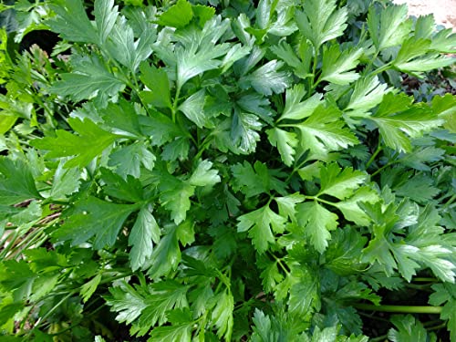 TKE Farms - Italian Flat Leaf Parsley Seeds for Planting, 1 Gram ≈ 600 Seeds, Petroselinum crispum