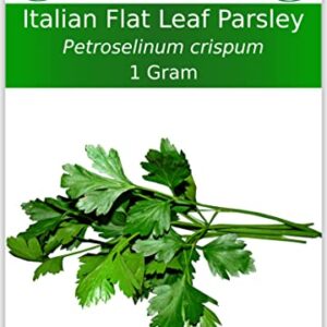 TKE Farms - Italian Flat Leaf Parsley Seeds for Planting, 1 Gram ≈ 600 Seeds, Petroselinum crispum